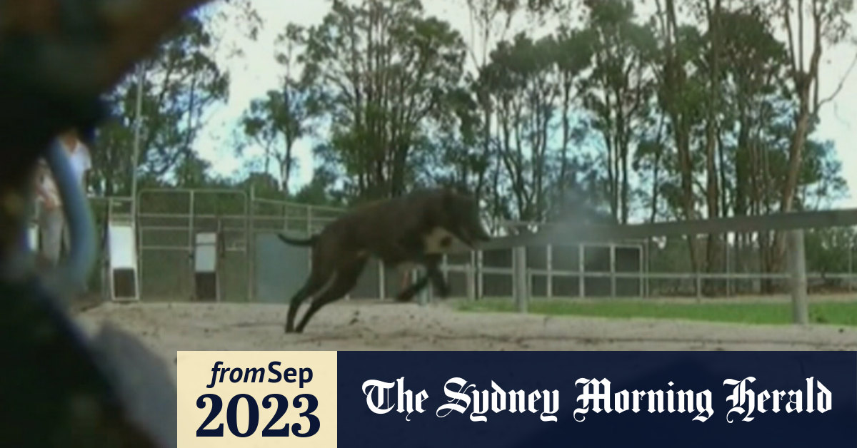Video: Greyhound trainer suspended after probe into alleged live-baiting